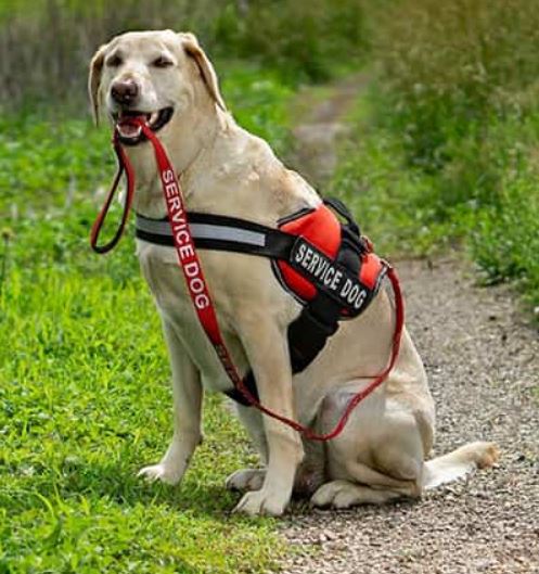 Service Dog Vest – PDS Center